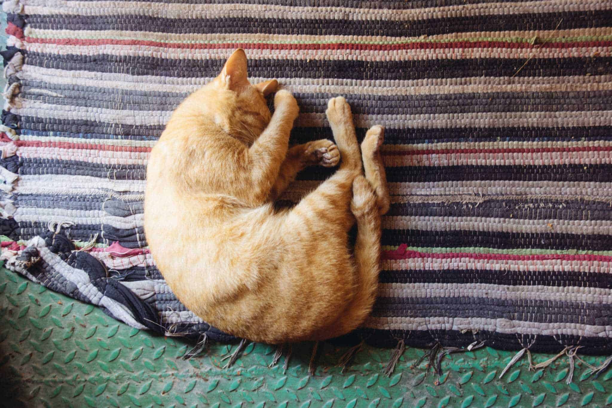 What makes a cat cranky? - Pets4Life Dog Training