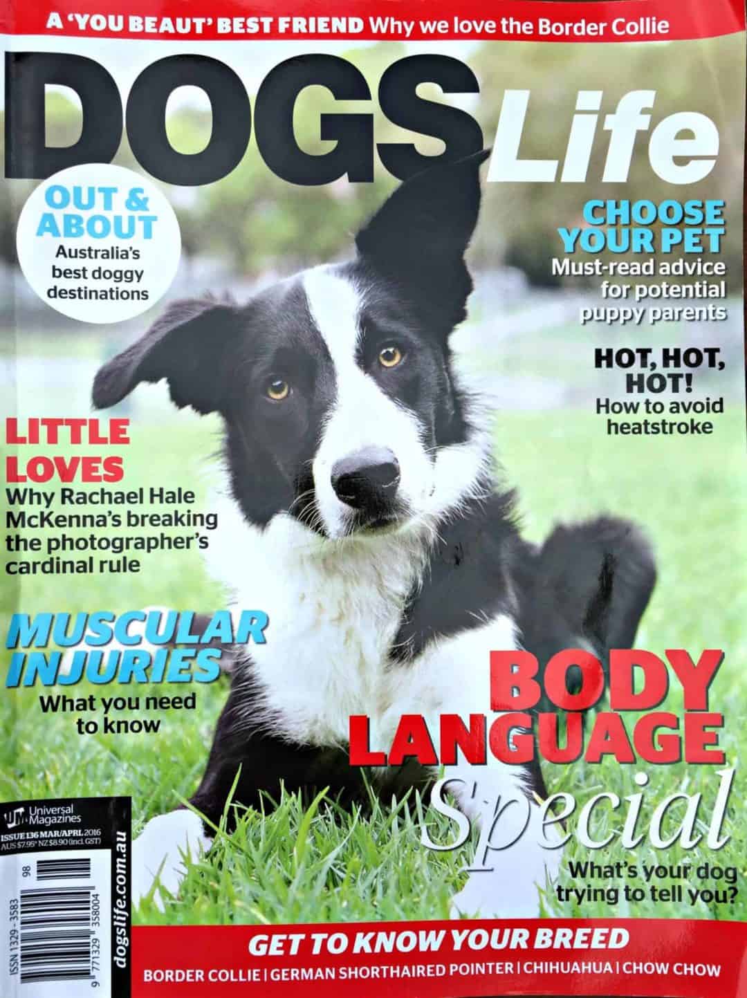 Dog-friendly destinations in Australia - Pets4Life Dog Training