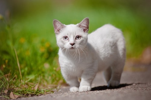 12 trendy cat mutations - Pets4Life Dog Training