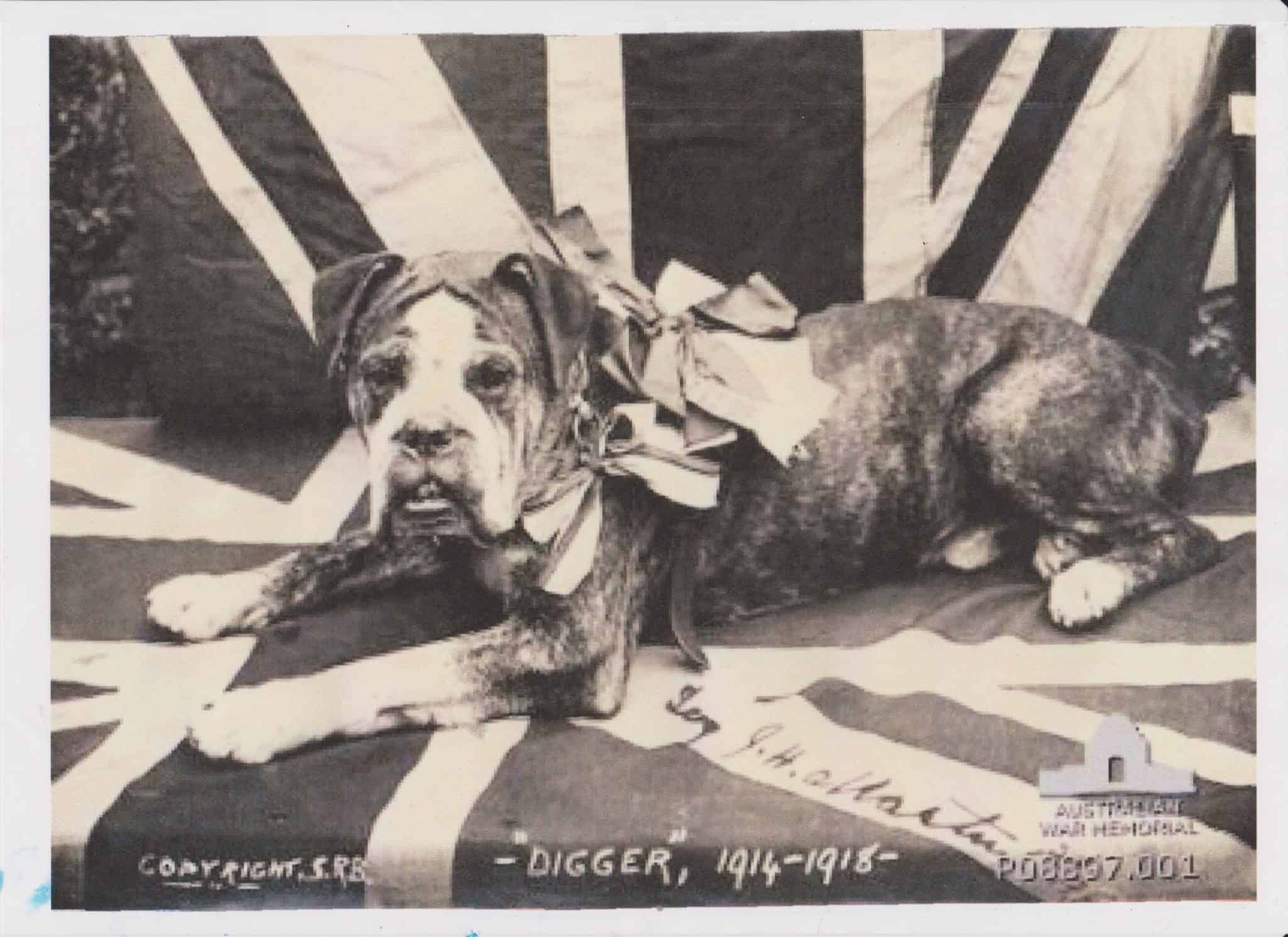 Digger the ANZAC War Dog bravery to be commemorated - Pets4Life Dog ...