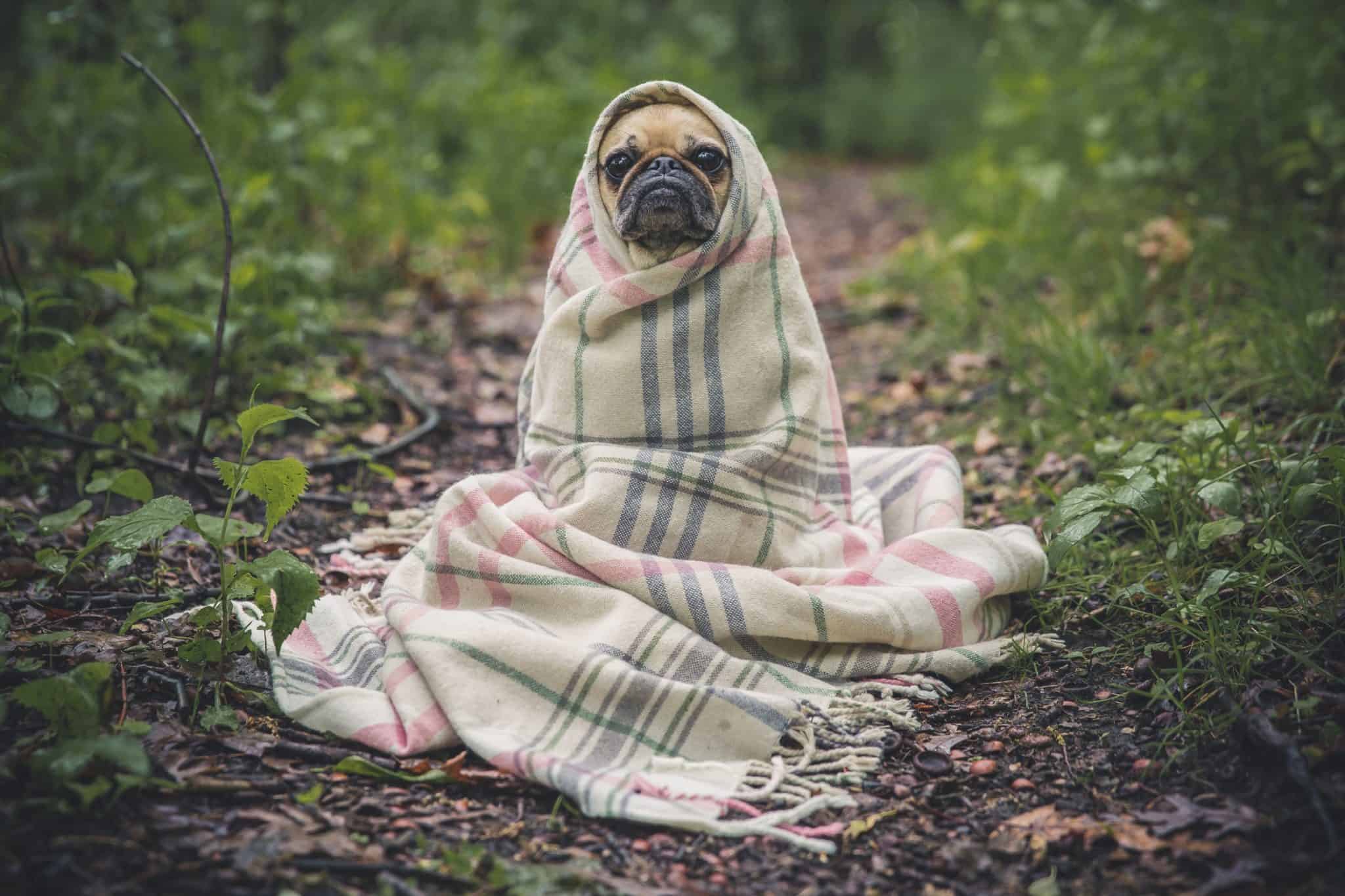 Top tips to keep your dog warm in Winter - Pets4Life Dog Training