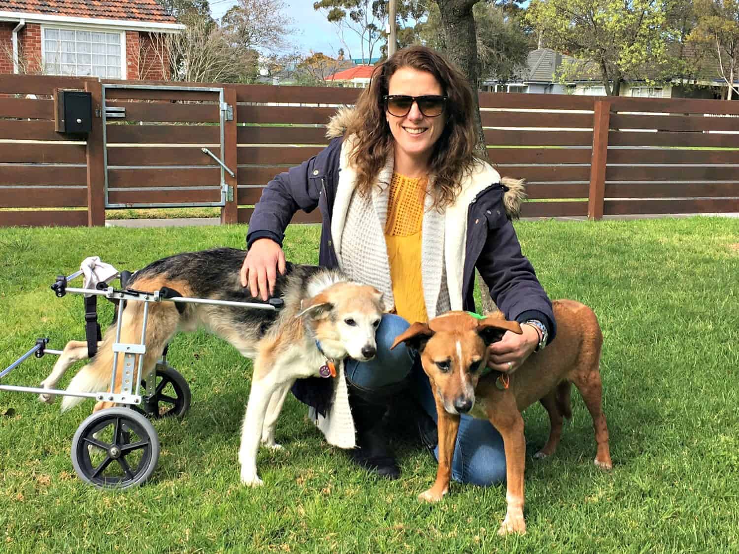 Who's the Boss? - Pets4Life Dog Training