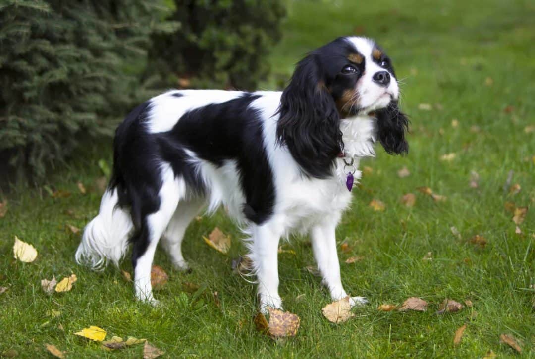 Cavalier King Charles Spaniel breed profile - Pets4Life Dog Training