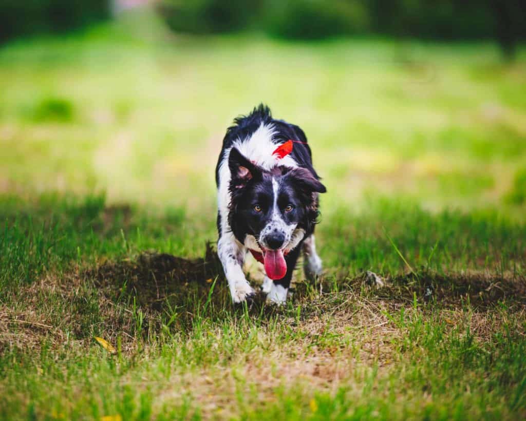 Border Collie Breed Profile - Pets4Life Dog Training