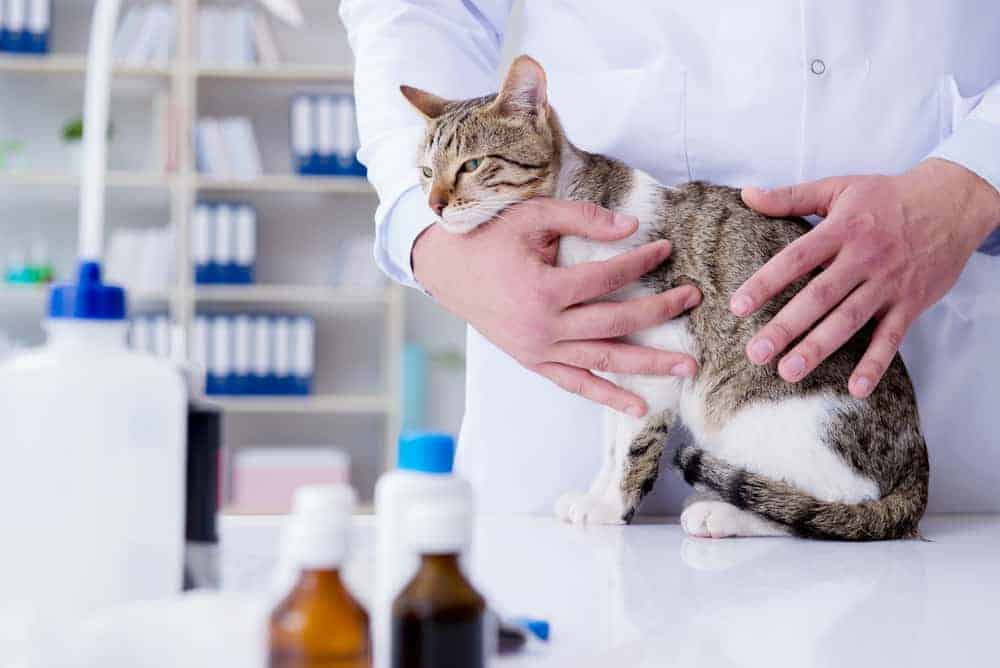 What to expect at your cat's health vet check-up - Pets4Life Dog Training