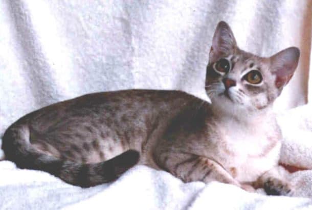 Australian Mist cat breed profile - Pets4Life Dog Training