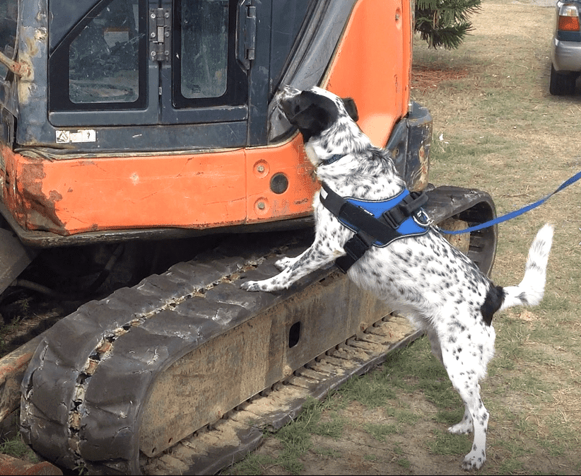 Scent detection is a great therapy for all dogs - Pets4Life Dog Training