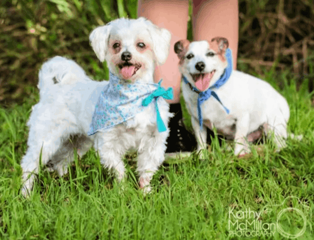 Adopt two small senior dogs in Queensland - Pets4Life Dog Training