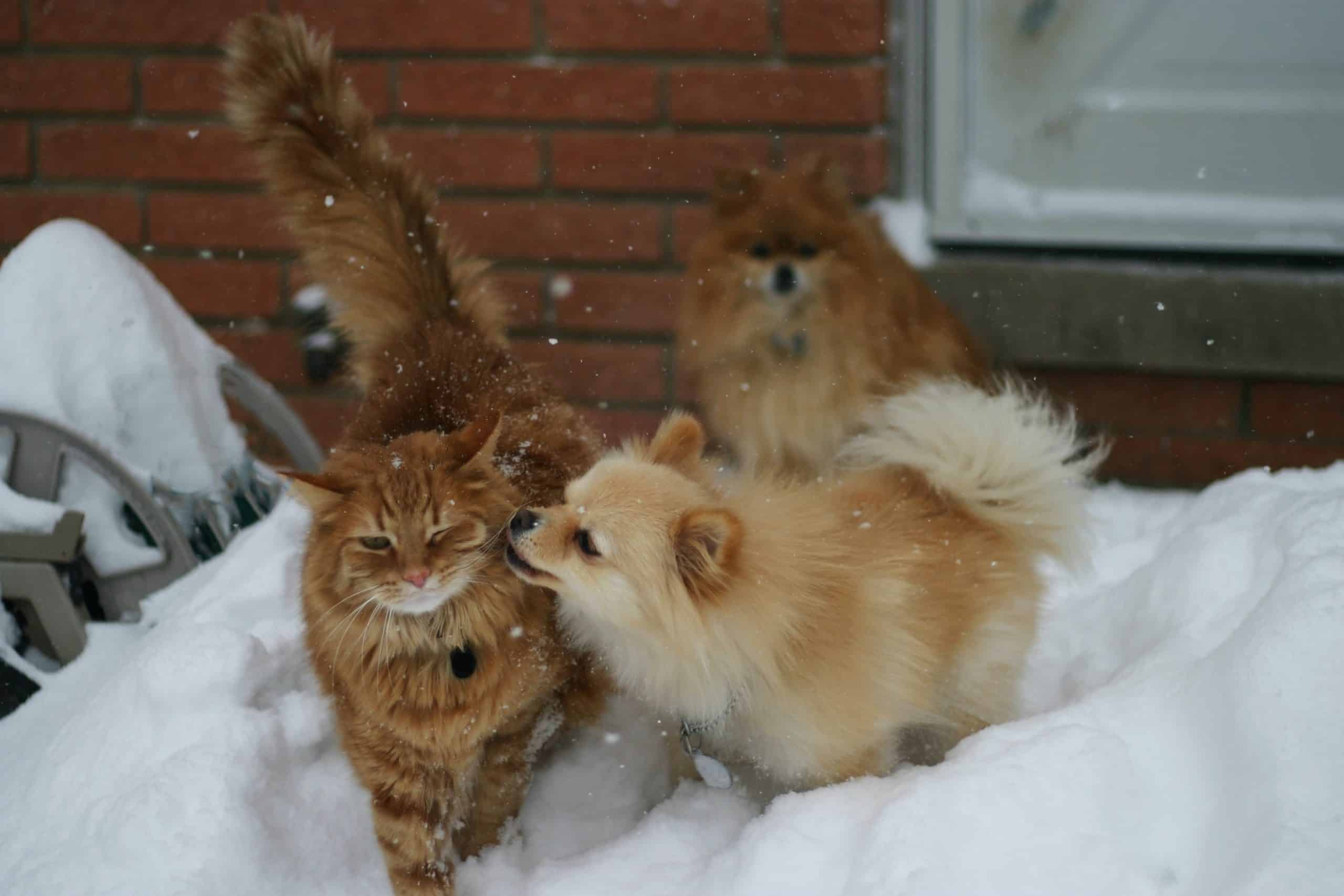 Winter tips for pets - Pets4Life Dog Training