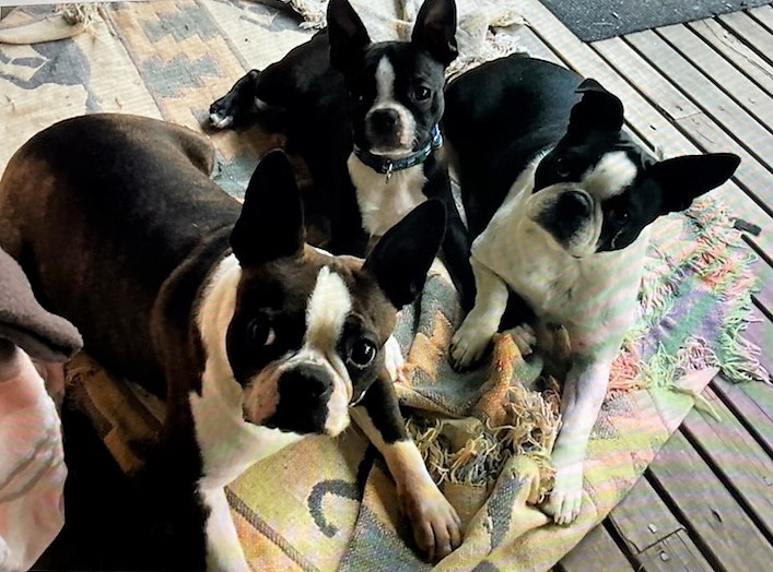 Companion Animal Rescue Awards 2022 Winners - Pets4Life Dog Training